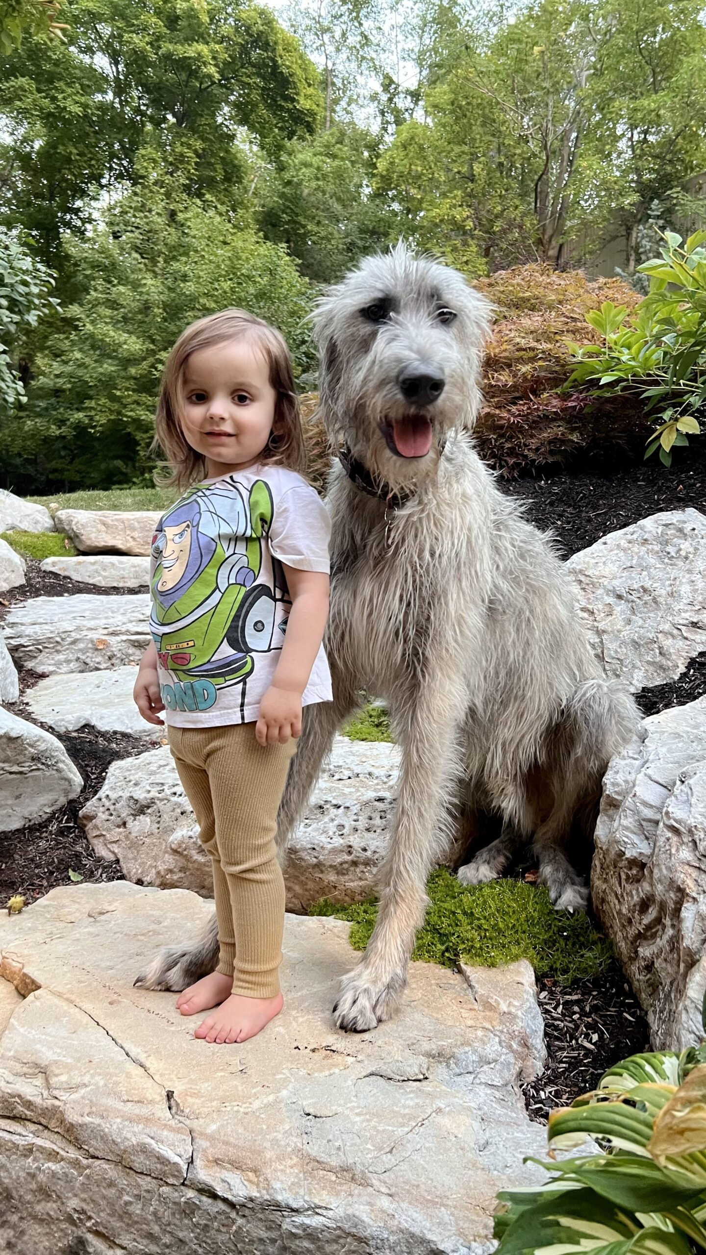 The Irish Wolfhound: A Majestic Breed Steeped in History and Legend ...