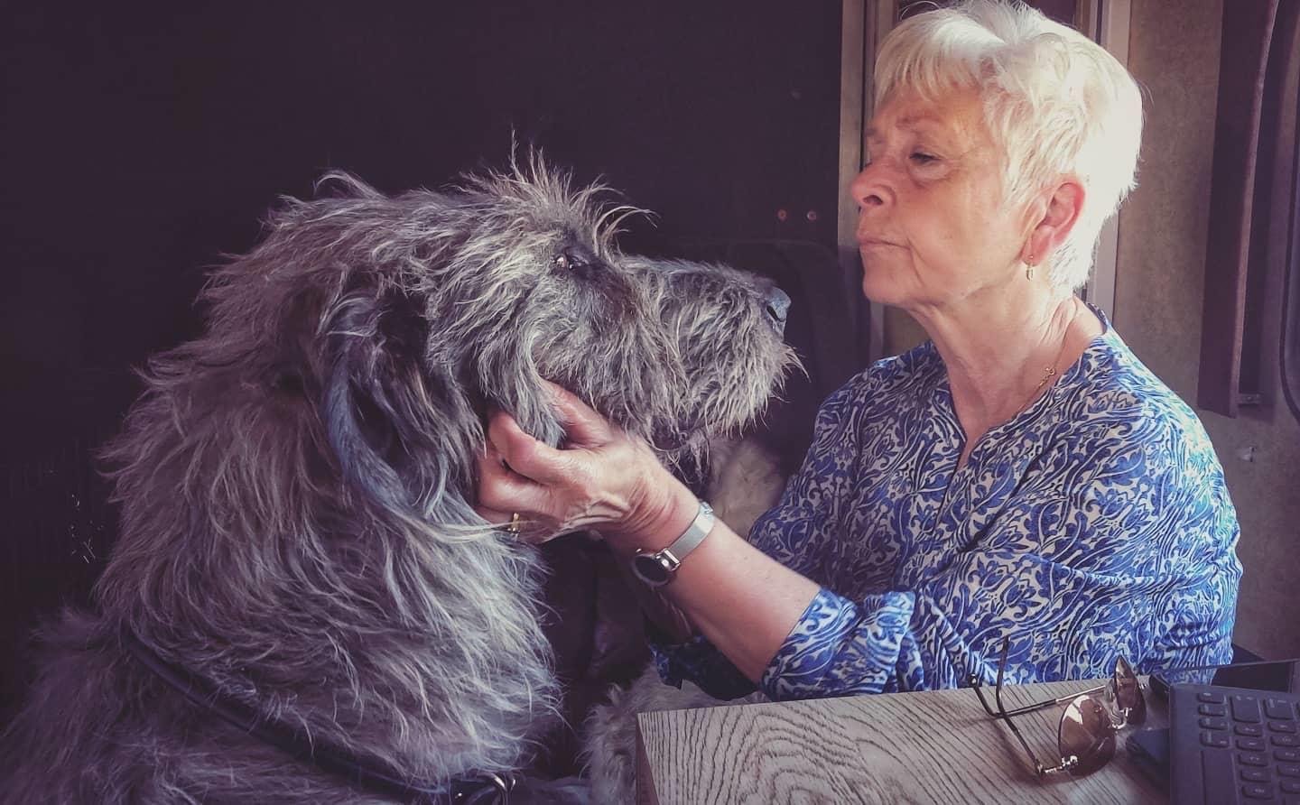 The Irish Wolfhound: A Majestic Breed Steeped in History and Legend ...