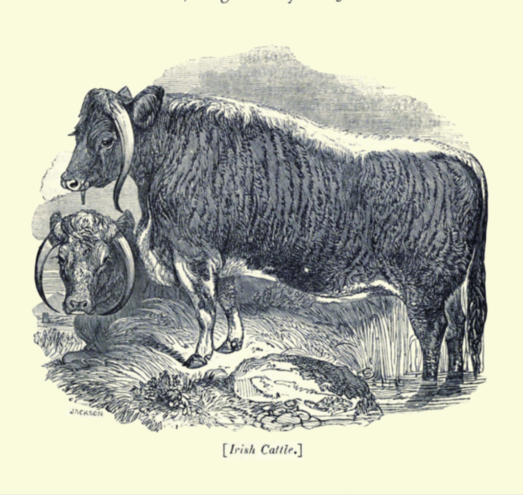 Cows As Currency In Early Ireland - The Brehon Academy